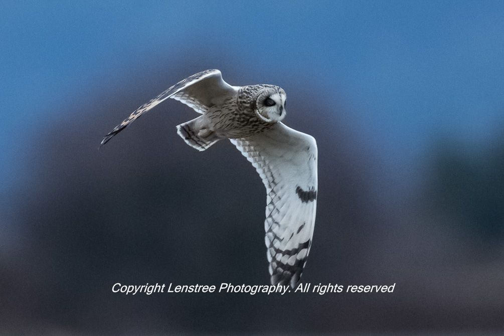 Lenstree Photography