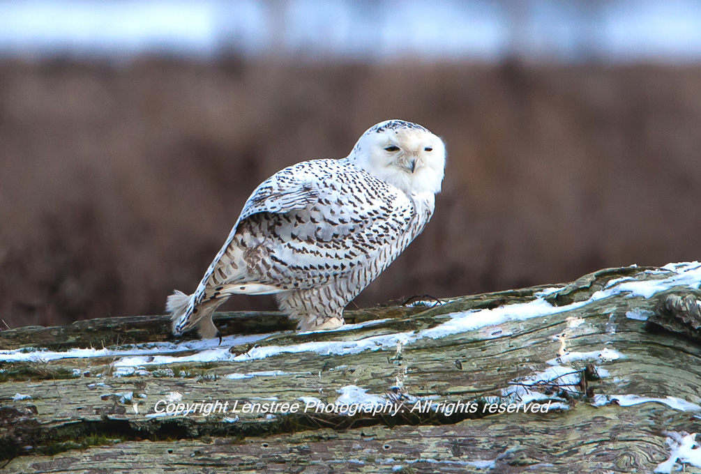 Lenstree Photography