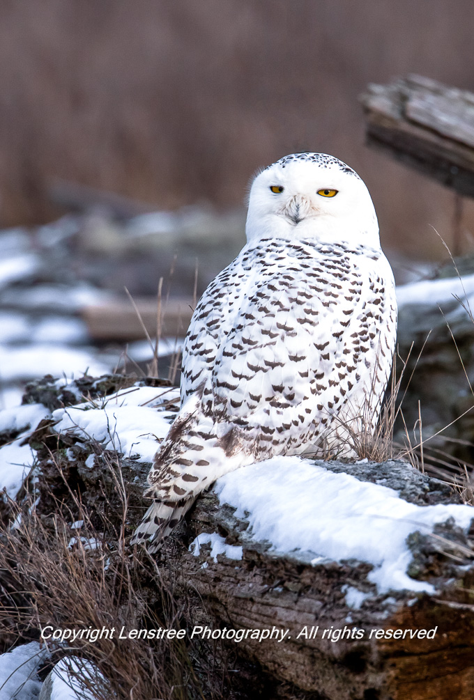 Lenstree Photography