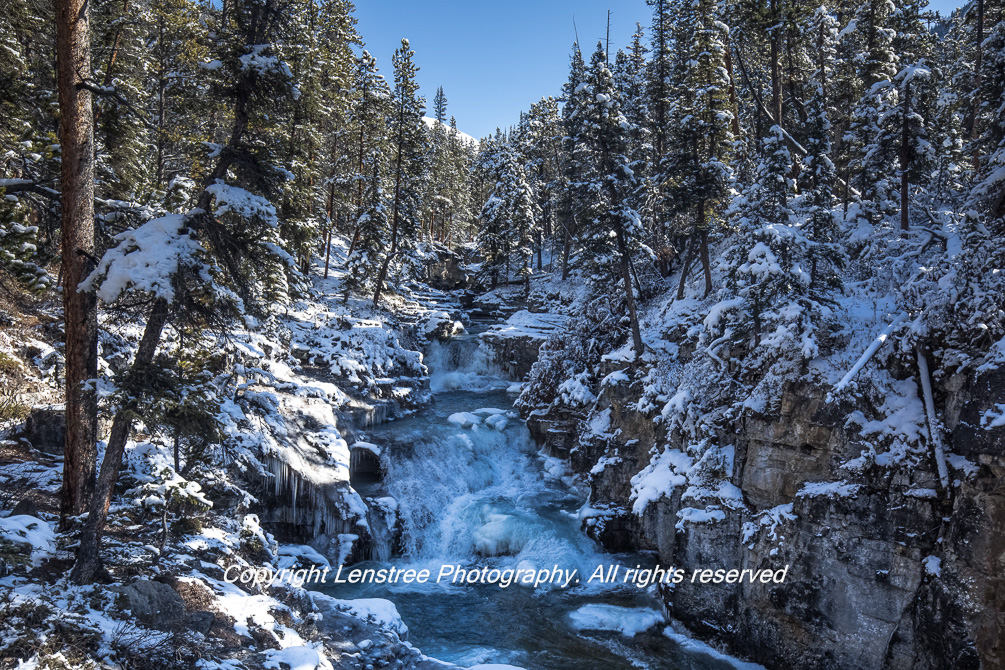 Lenstree Photography